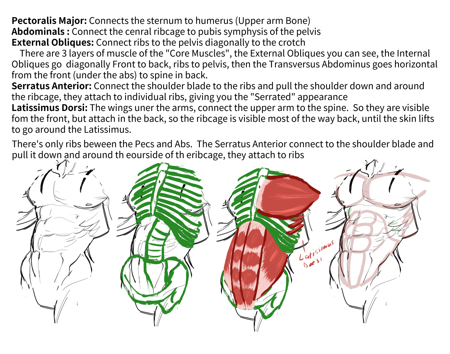 Need some advice with muscle anatomy : r/learnart